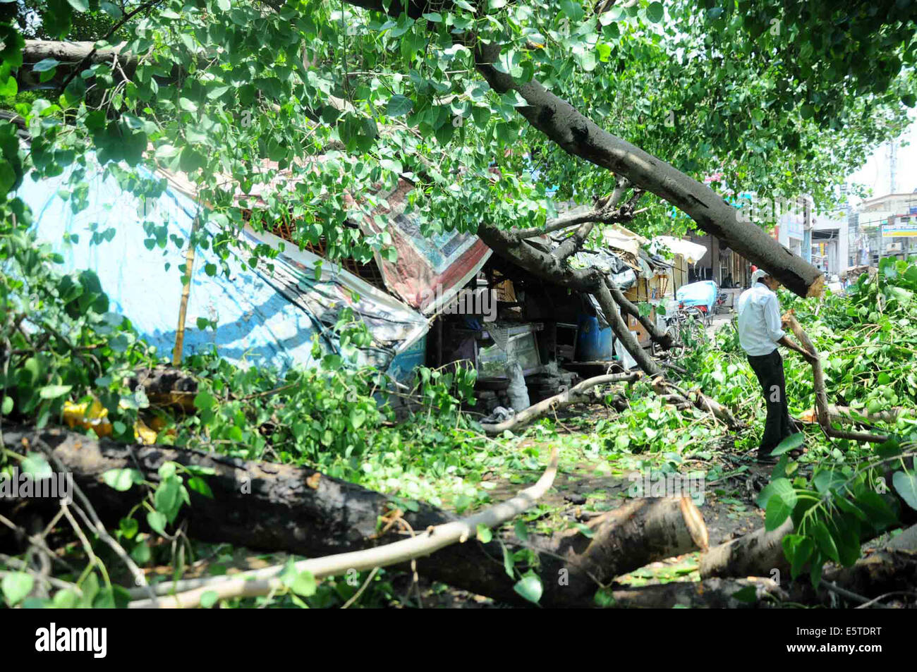 Allahabad, India. 5th Aug, 2014. An uprooted tree damaged the temple ...