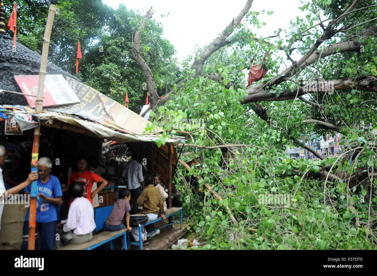 Allahabad, India. 5th Aug, 2014. An uprooted tree damaged the temple ...