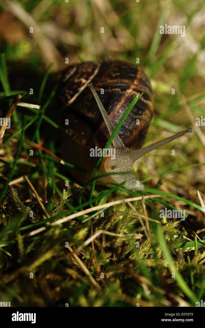 Snail in the garden by night Stock Photo - Alamy