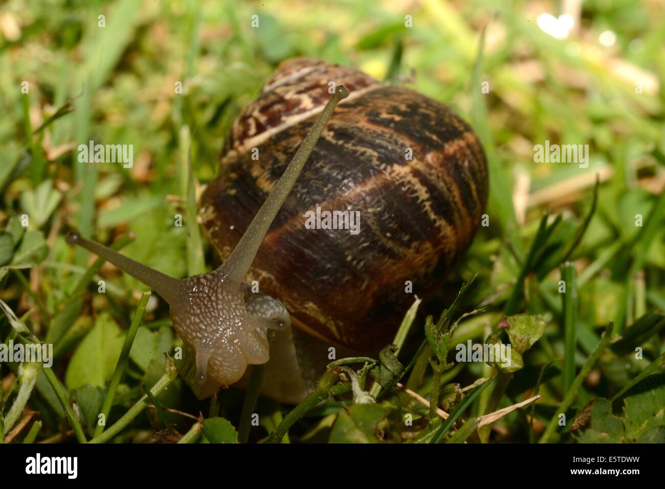 Snail in the garden by night Stock Photo - Alamy