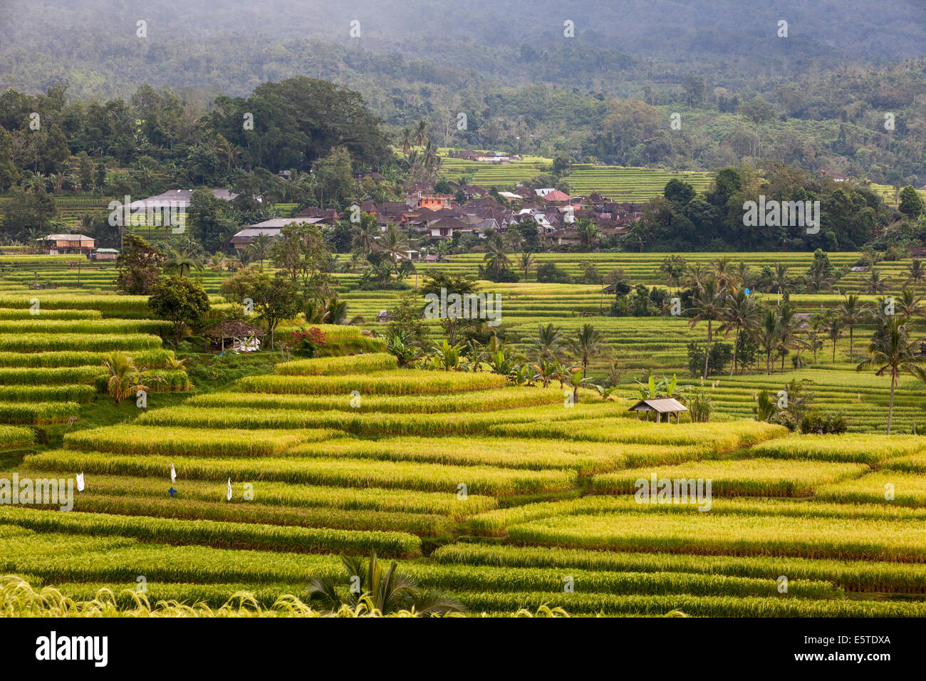 Jatiluwih, Bali, Indonesia. Terraced Rice Fields. Village in Background ...