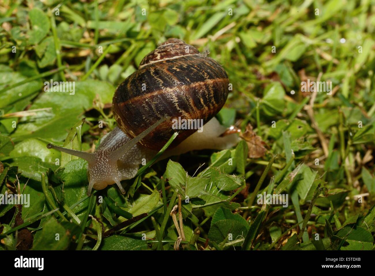 Snail in the garden by night Stock Photo - Alamy