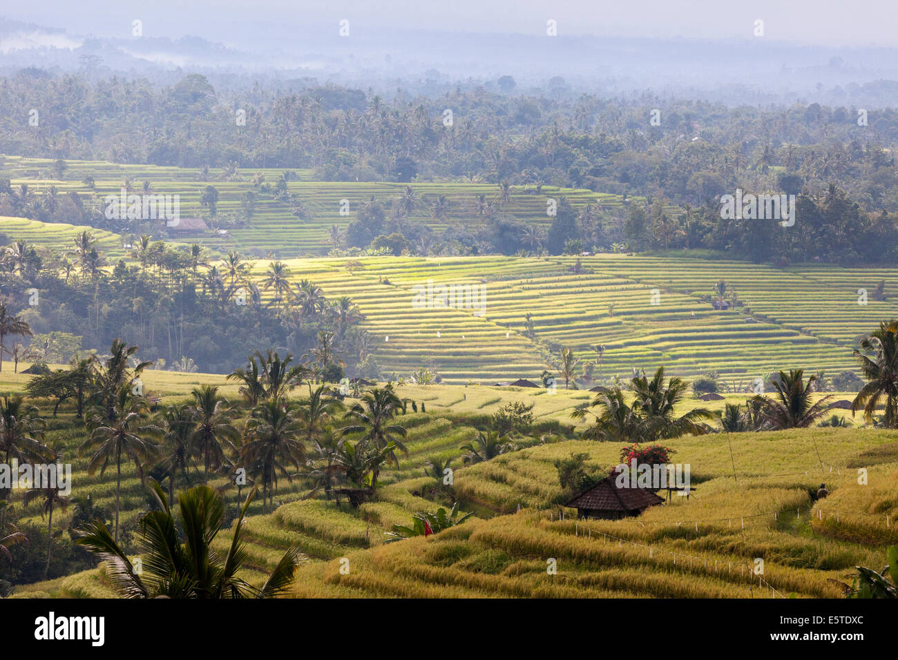 Jatiluwih, Bali, Indonesia. Terraced Rice Fields, Early Morning Stock ...