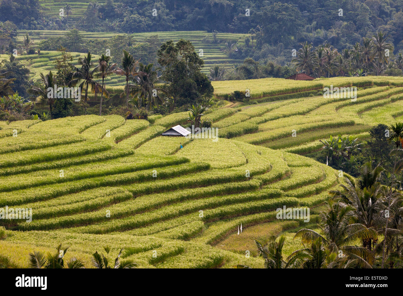 Jatiluwih, Bali, Indonesia. Terraced Rice Fields Stock Photo - Alamy