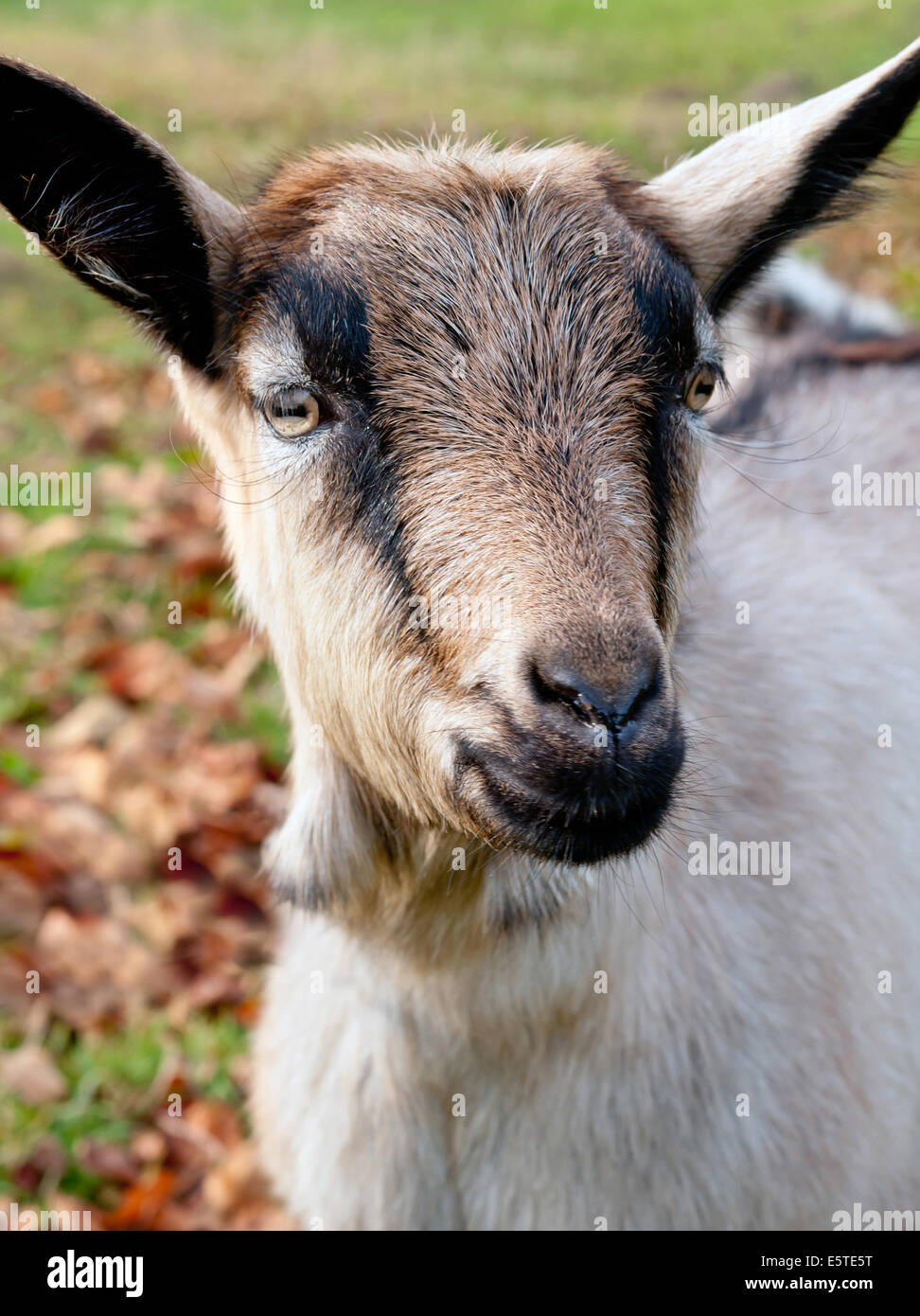 goat portrait close up Stock Photo - Alamy