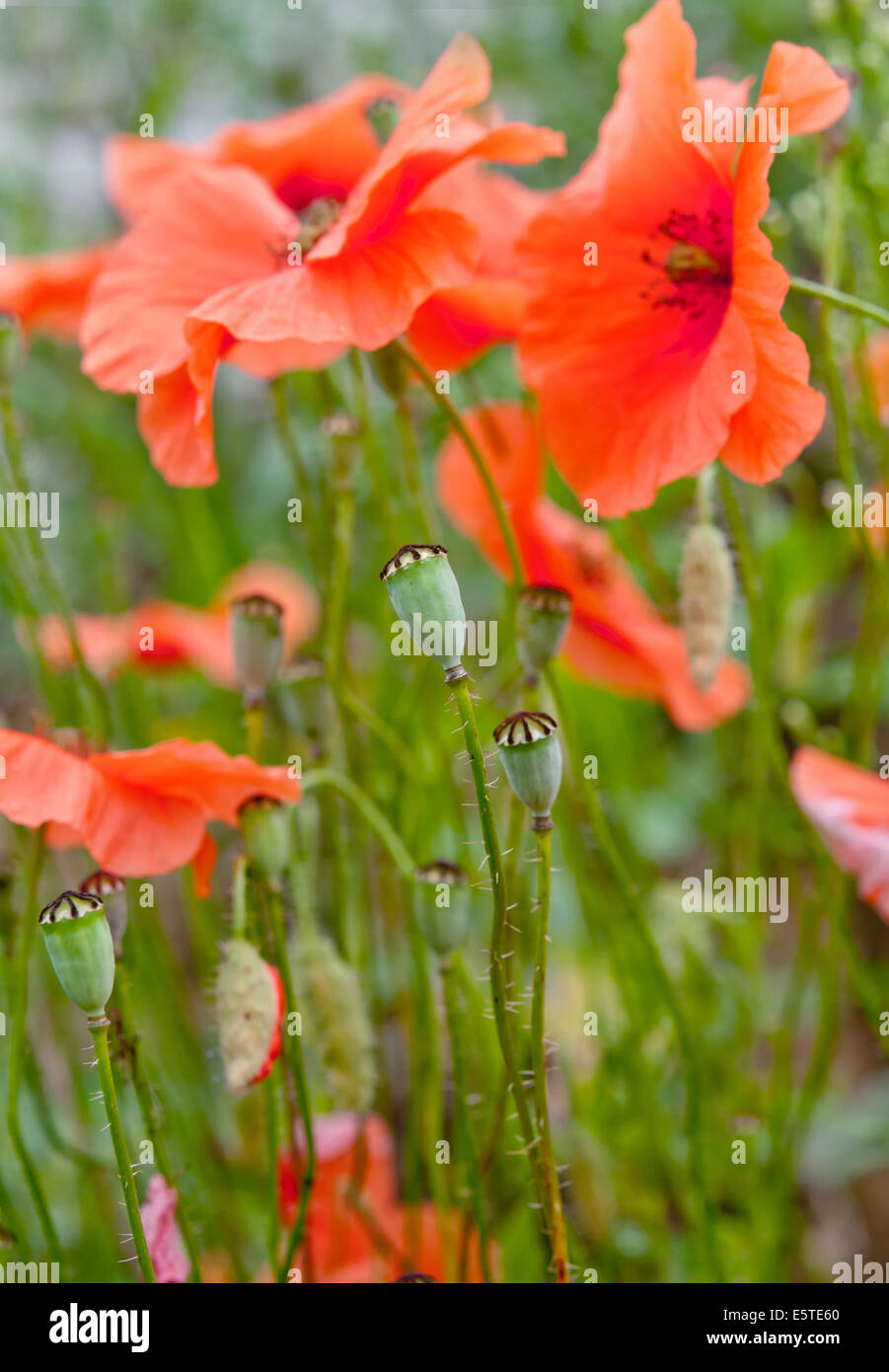a close up poppy Stock Photo - Alamy