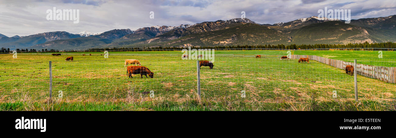 British pasture hi-res stock photography and images - Alamy