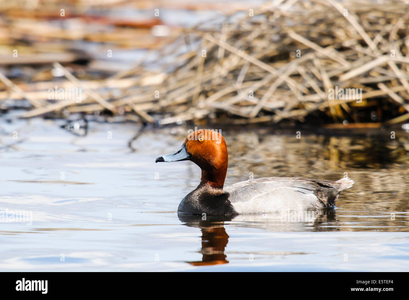 Redhead duck in a prairie wetland Stock Photo - Alamy