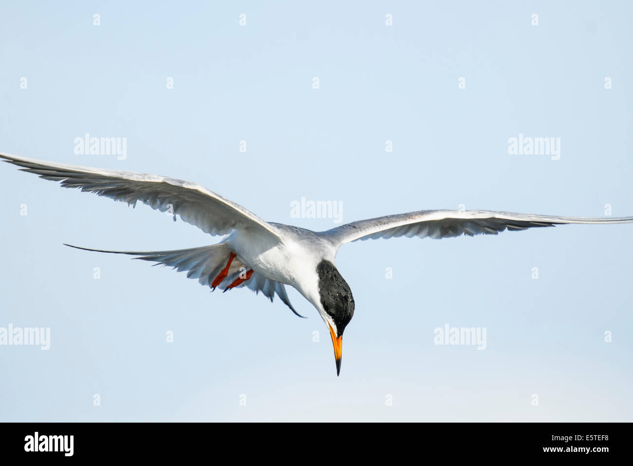 Common tern in flight hi-res stock photography and images - Alamy