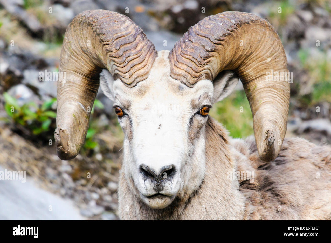 Mammal sheep bighorn hi-res stock photography and images - Alamy