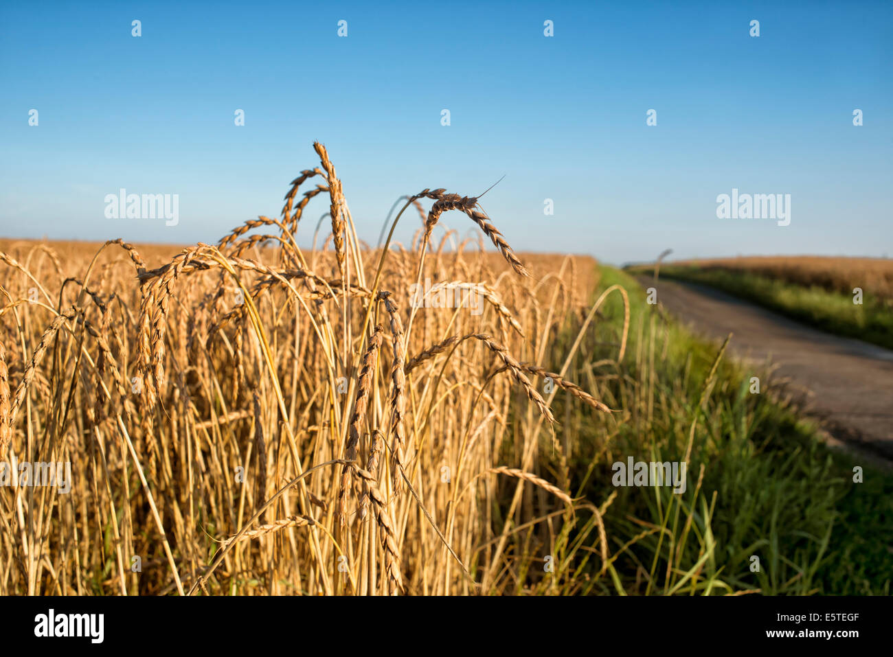 Germany, wheat field with road Stock Photo - Alamy