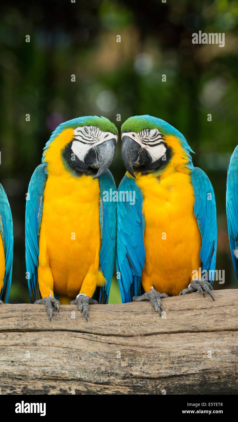 parrot bird sitting on the perch Stock Photo - Alamy