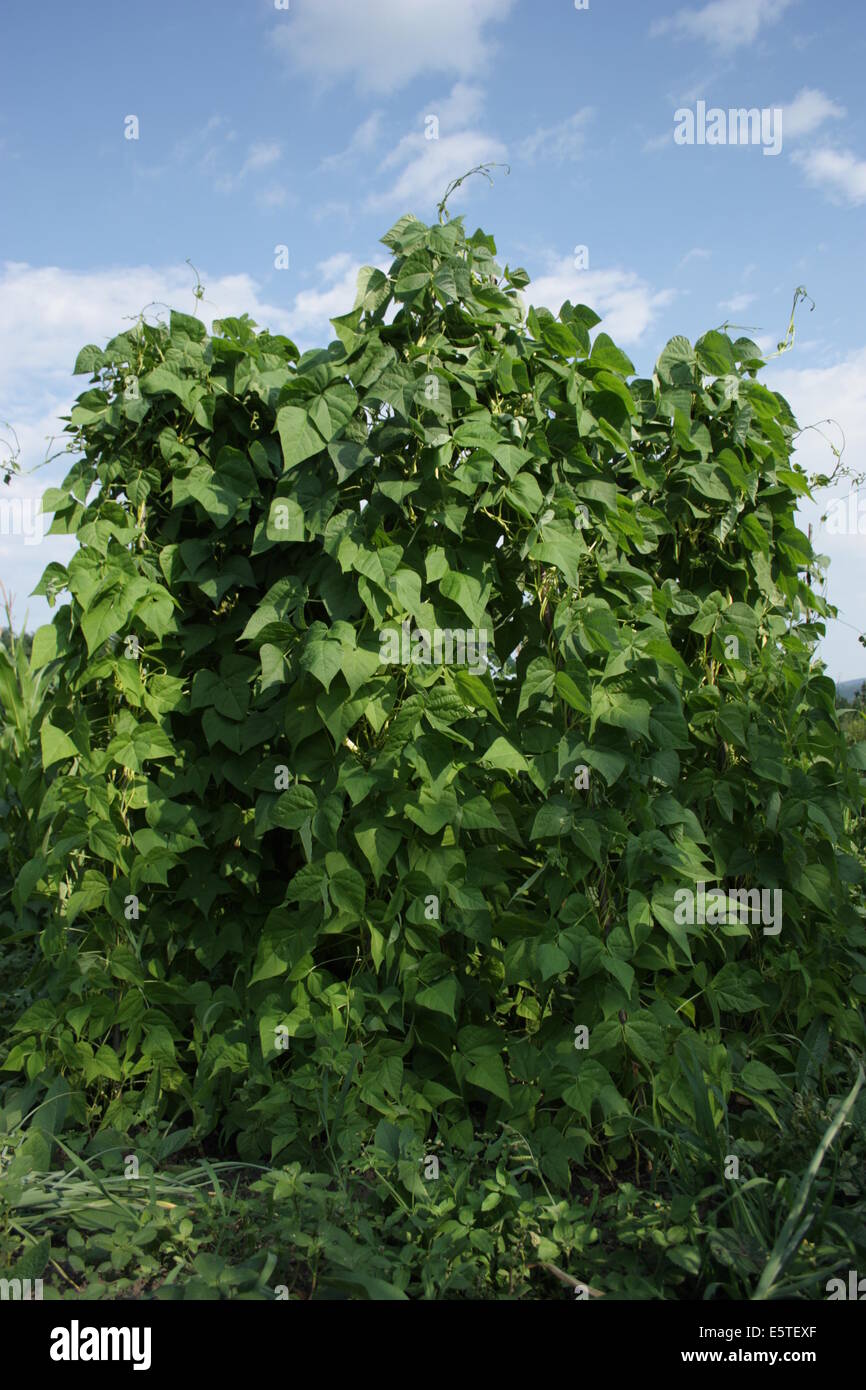 Vegetable garden summer time small farm Romania countryside Stock Photo ...