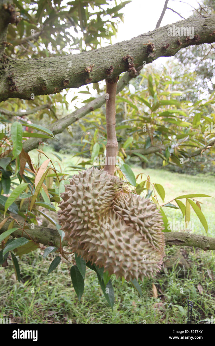 Fresh durian fruit on trees in orchards Stock Photo - Alamy