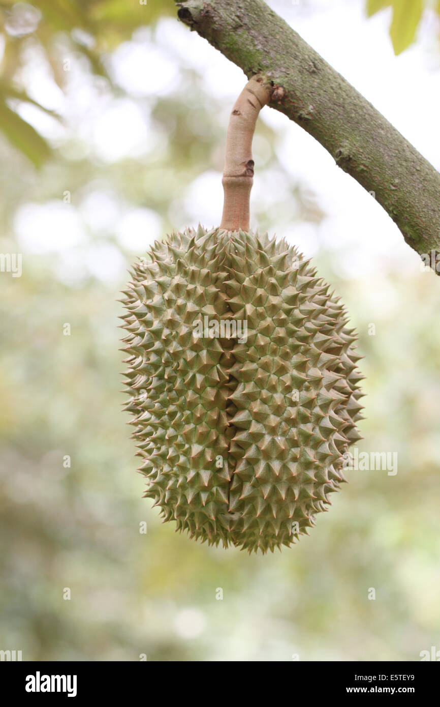 Thailand durian farming hi-res stock photography and images - Alamy