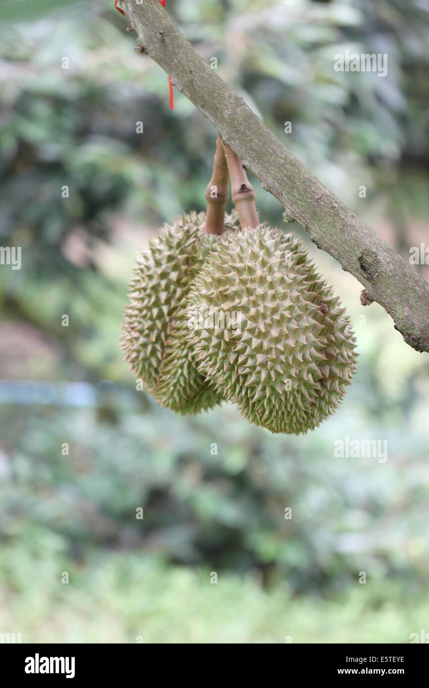 Fresh durian fruit on trees in orchards Stock Photo - Alamy