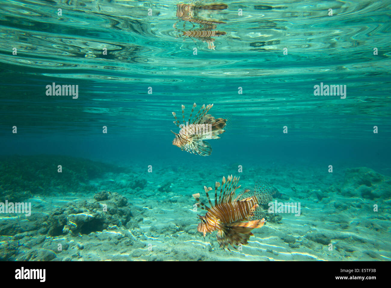 Closeup of lionfish face hi-res stock photography and images - Alamy