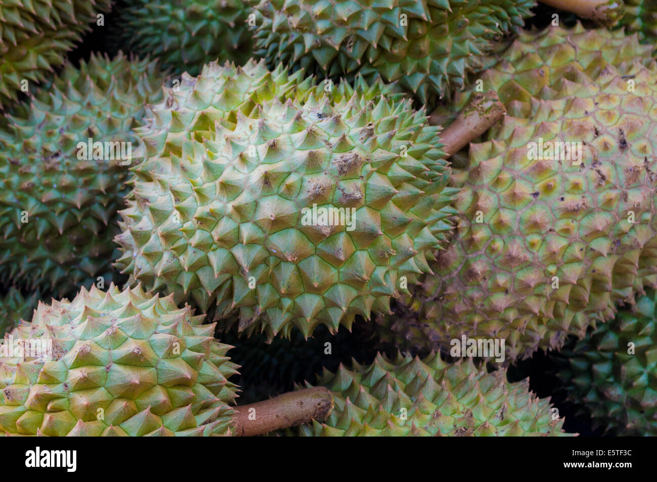 Eating durian king of fruits durian king of fruits hi-res stock ...