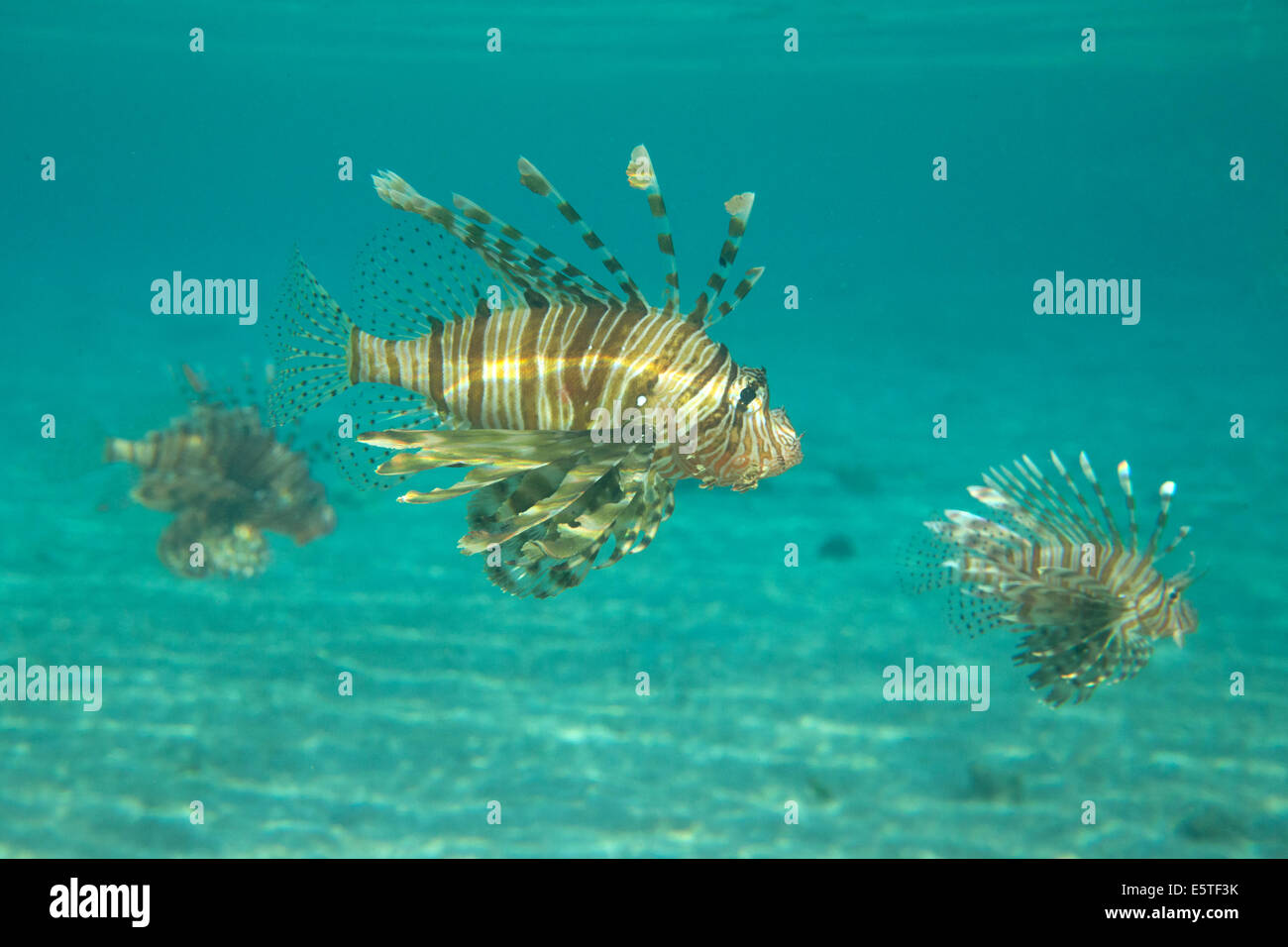 Lion fish swimming under water Stock Photo - Alamy