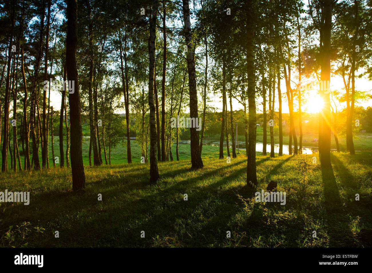 Daylight woods hi-res stock photography and images - Alamy