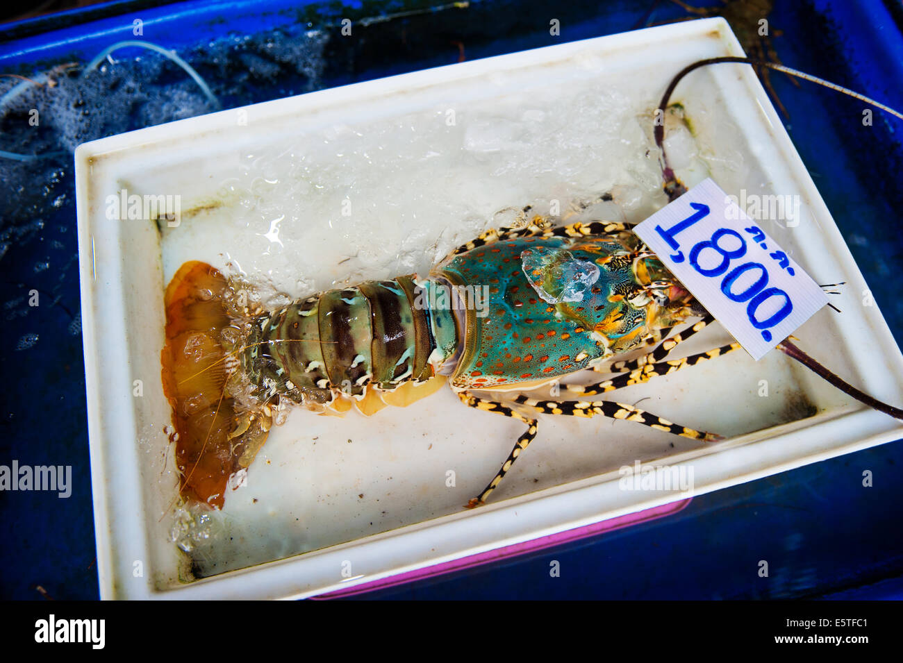 People Eating Lobster Stock Photos & People Eating Lobster Stock Images ...