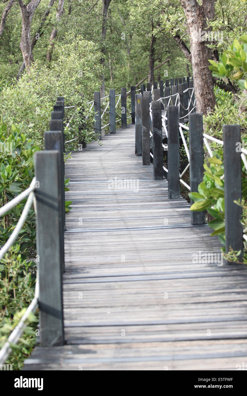 Mangrove forest wooden walkway for nature tourism Stock Photo - Alamy