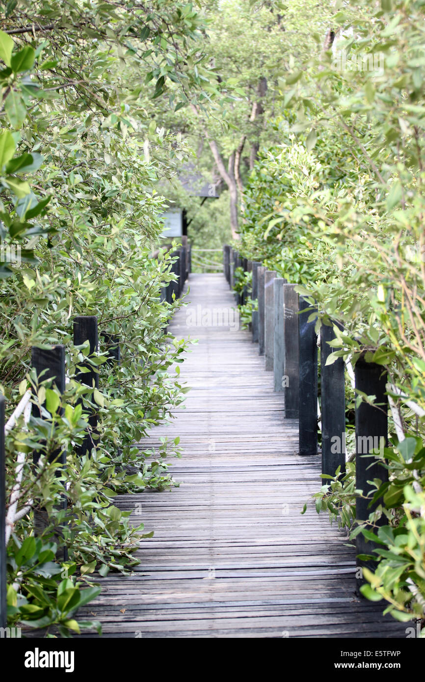 Mangrove forest wooden walkway for nature tourism Stock Photo - Alamy