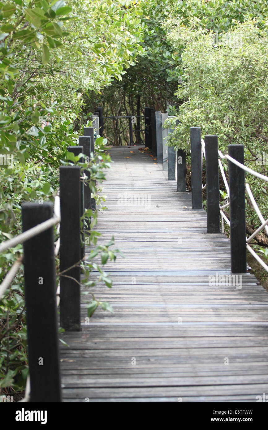 Mangrove forest wooden walkway for nature tourism Stock Photo - Alamy