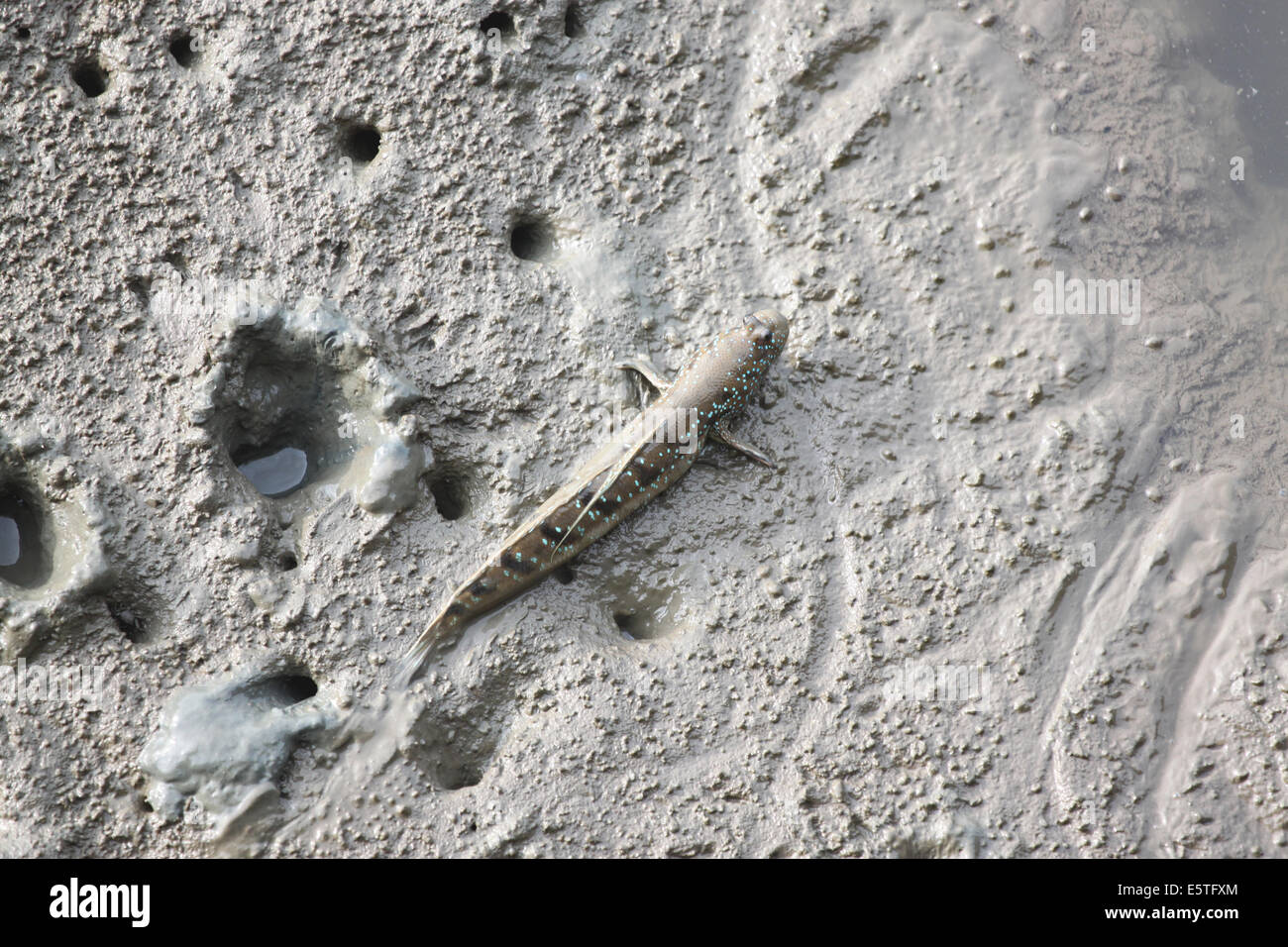 Mudskipper in mangrove forest of asia Thailand Stock Photo - Alamy