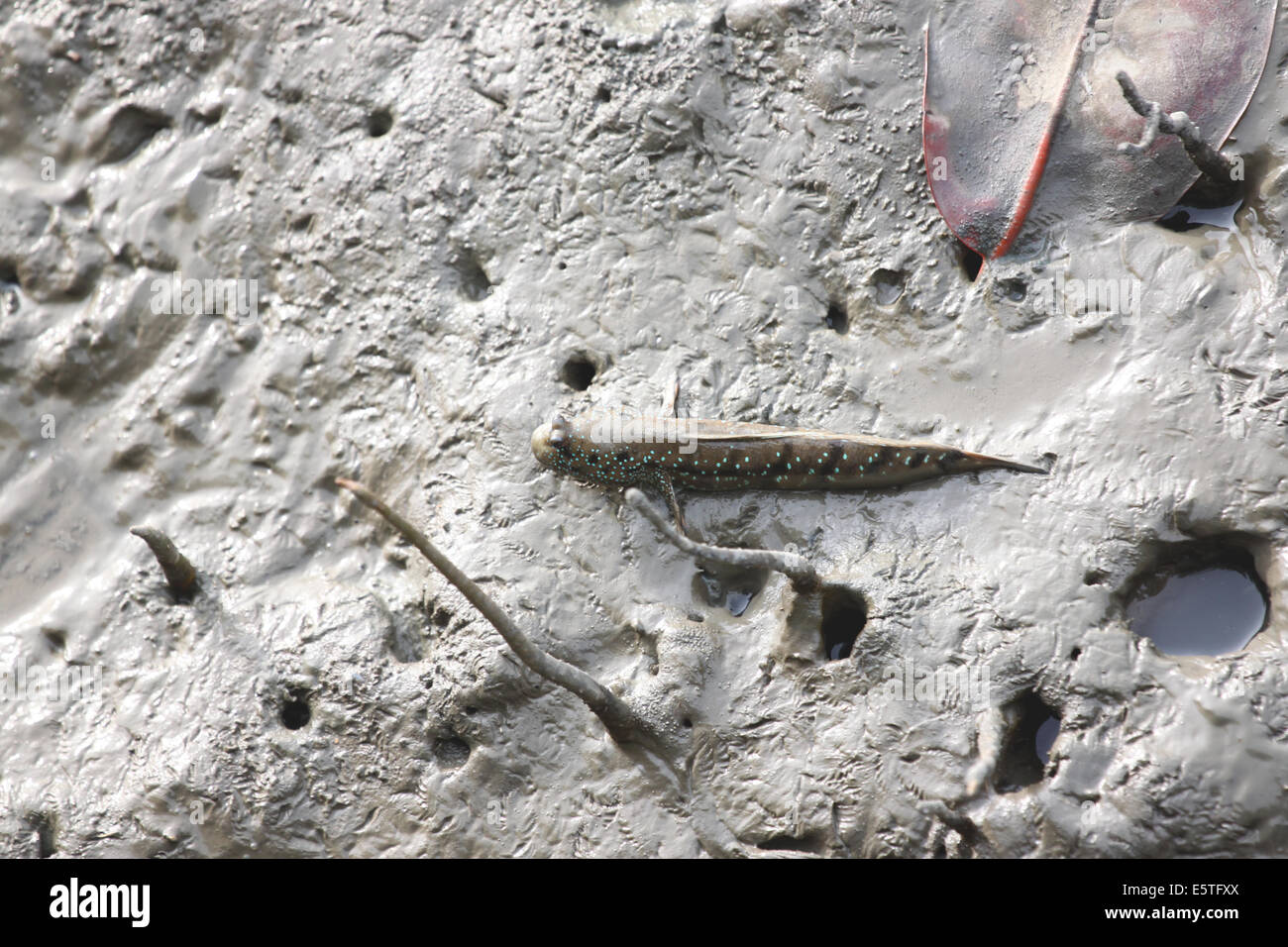 Mudskipper in mangrove forest of asia Thailand Stock Photo - Alamy