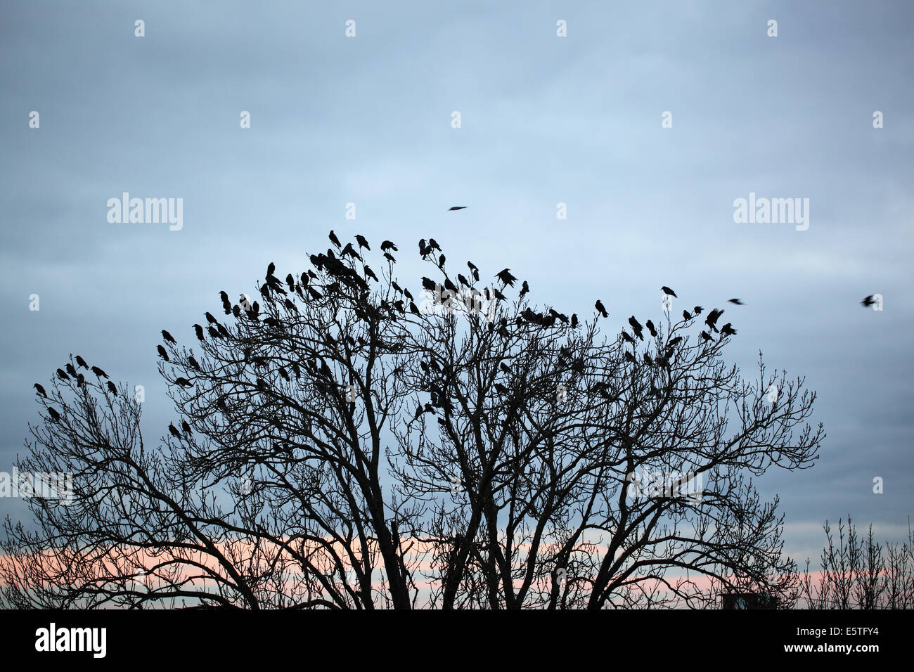 crow on tree on a sunset background Stock Photo - Alamy