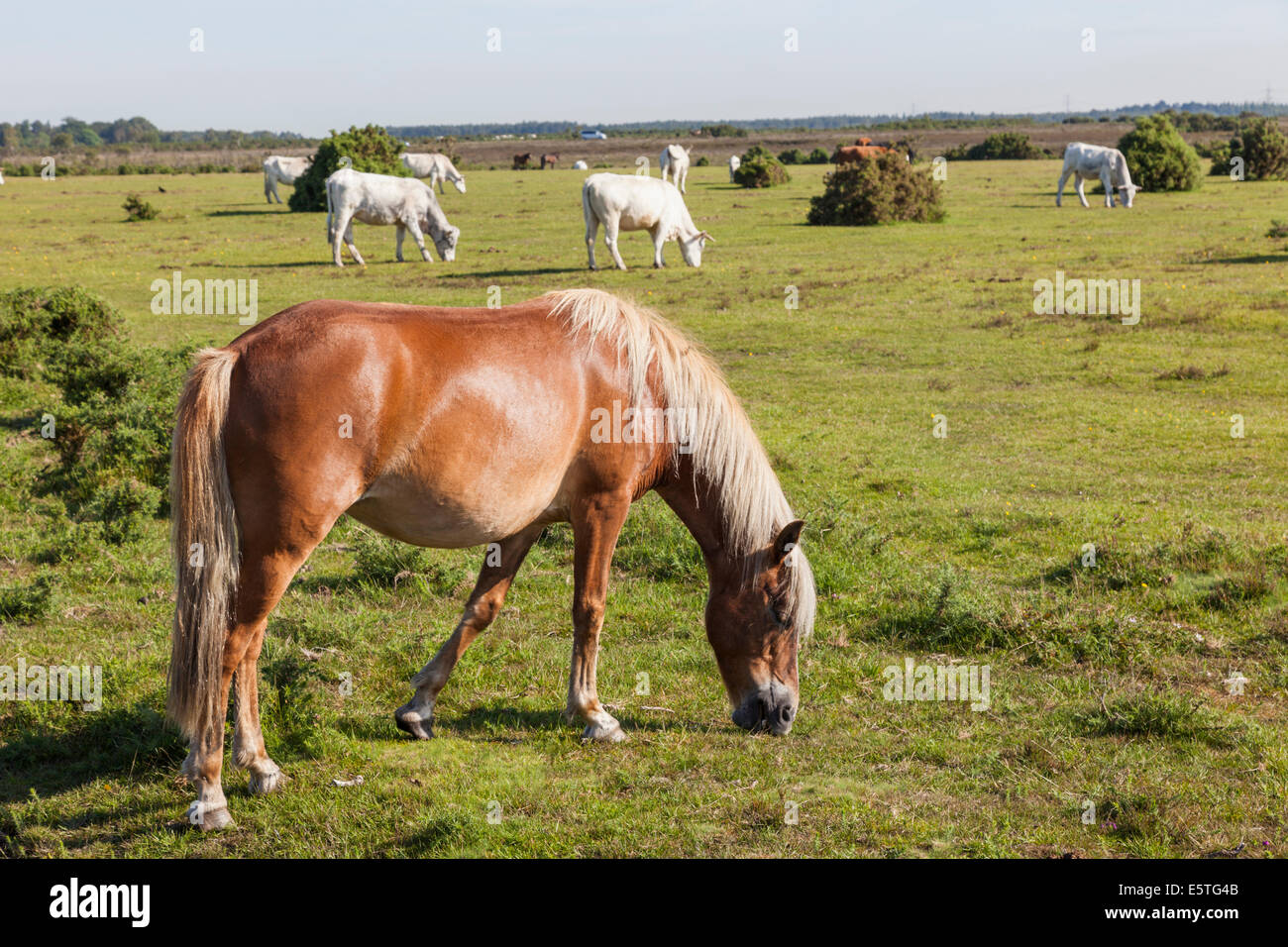 England, Hampshire, New Forest, Road Scene and Native Ponies Stock ...