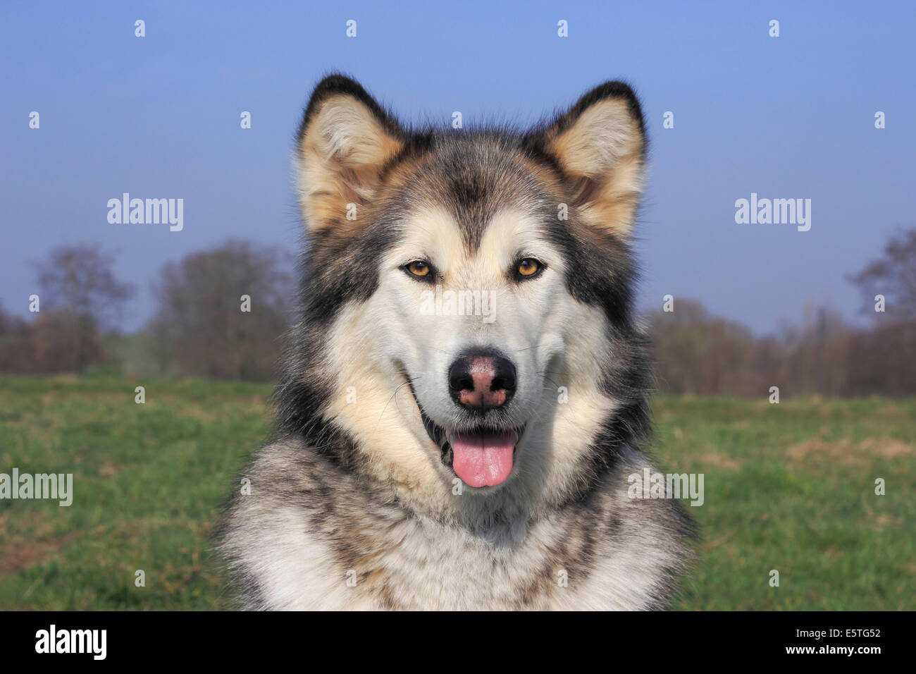 Alaskan Malamute, female Stock Photo - Alamy