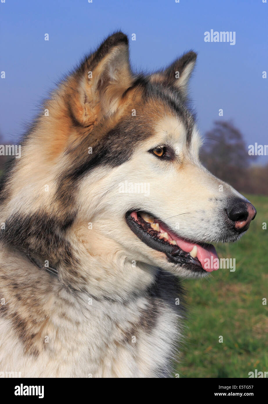 Alaskan Malamute, female Stock Photo - Alamy