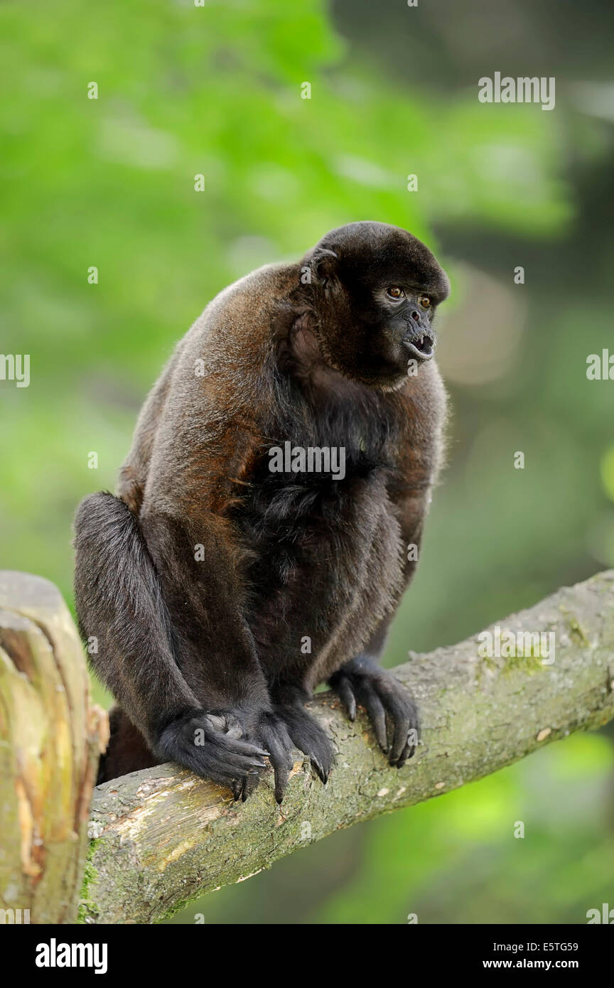 Humboldt's Woolly Monkey or Brown Woolly Monkey (Lagothrix lagotricha ...