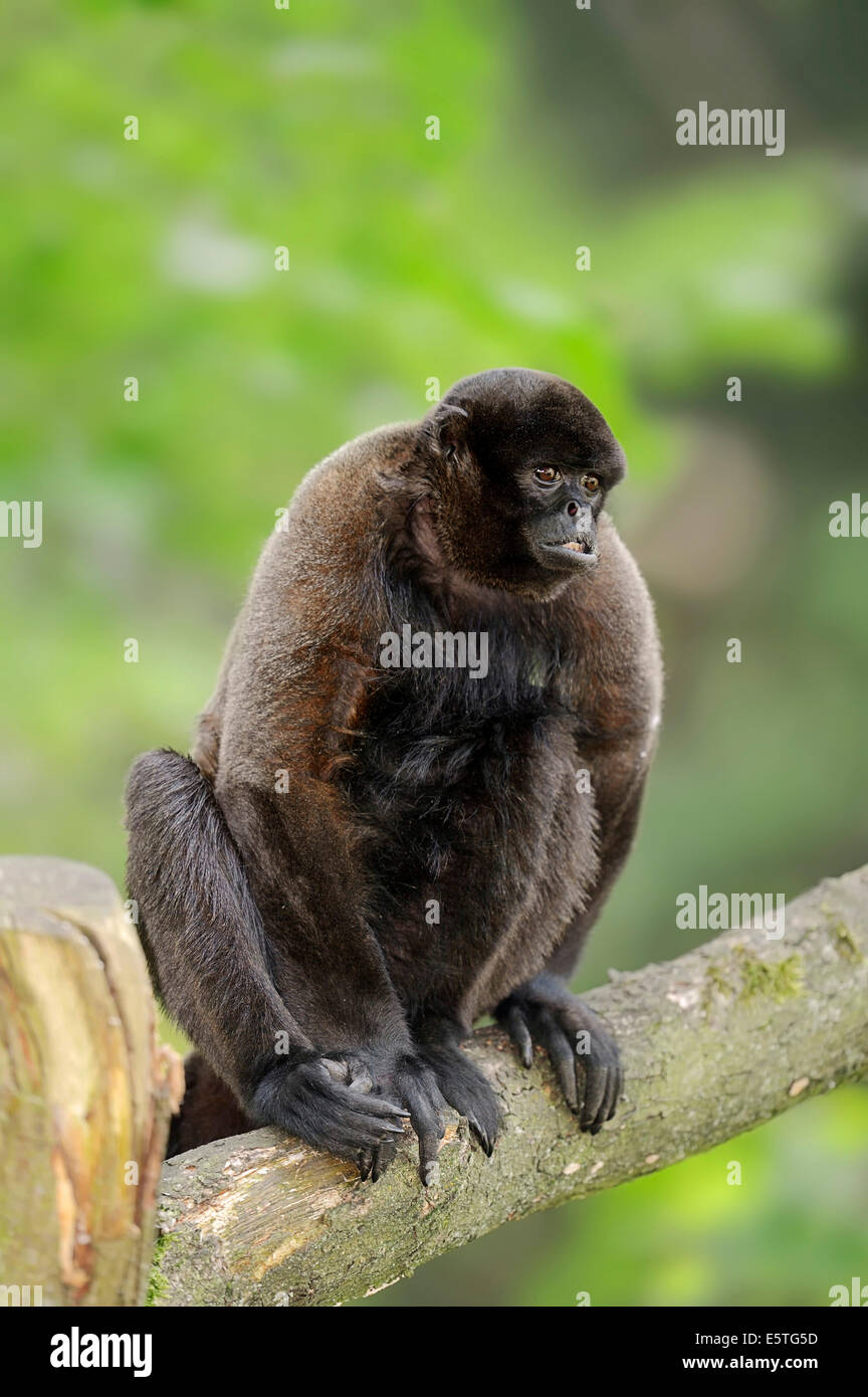 Humboldt's Woolly Monkey or Brown Woolly Monkey (Lagothrix lagotricha ...