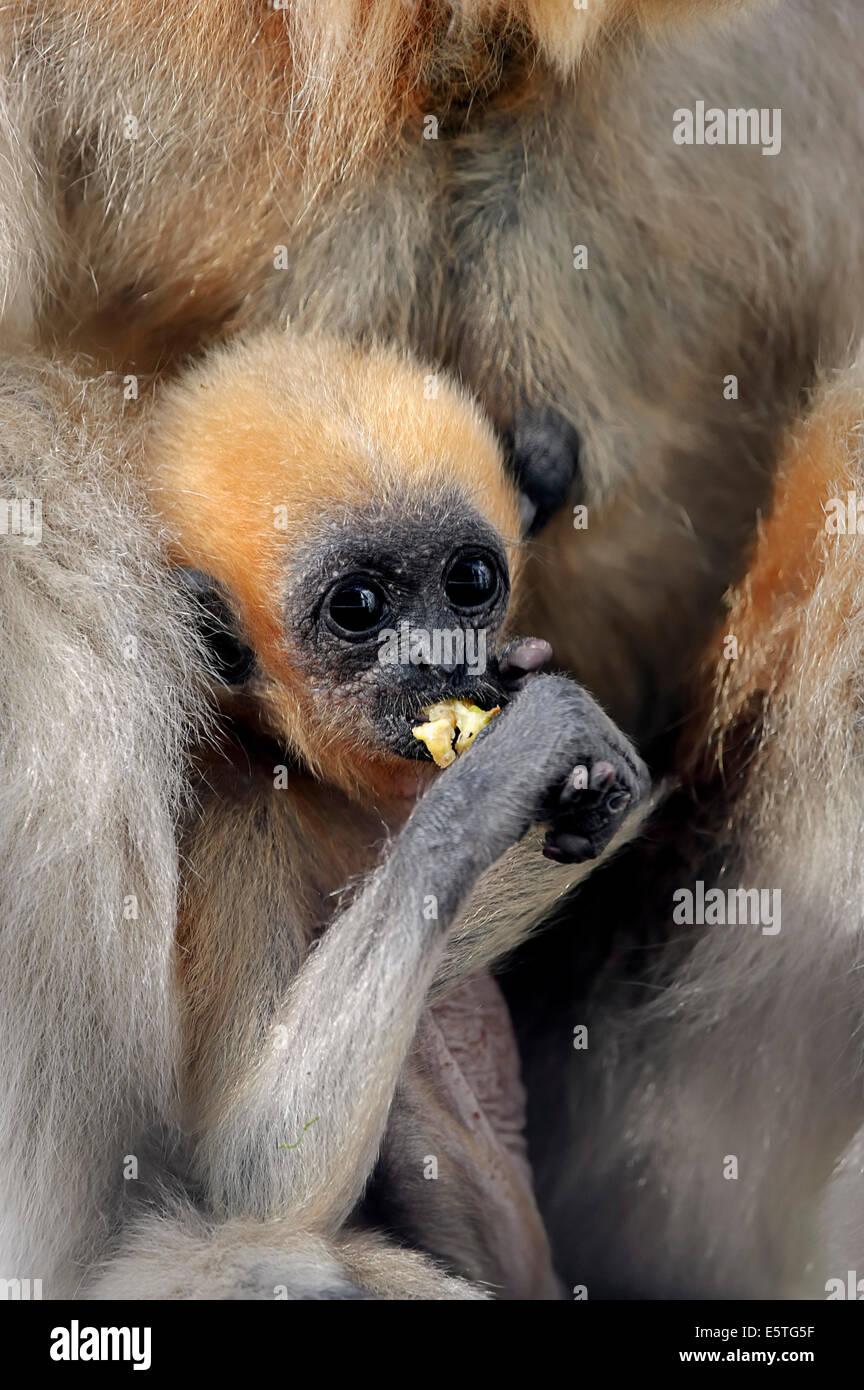 Yellow-cheeked Gibbon (Nomascus gabriellae), young, captive, Germany ...