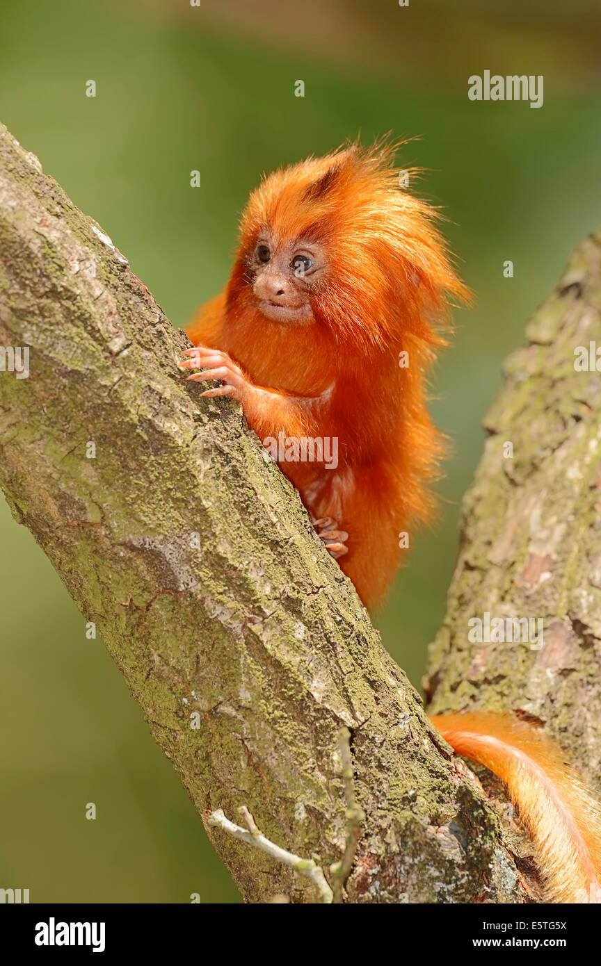 Golden Lion Tamarin (Leontopithecus rosalia), young, captive, Germany ...