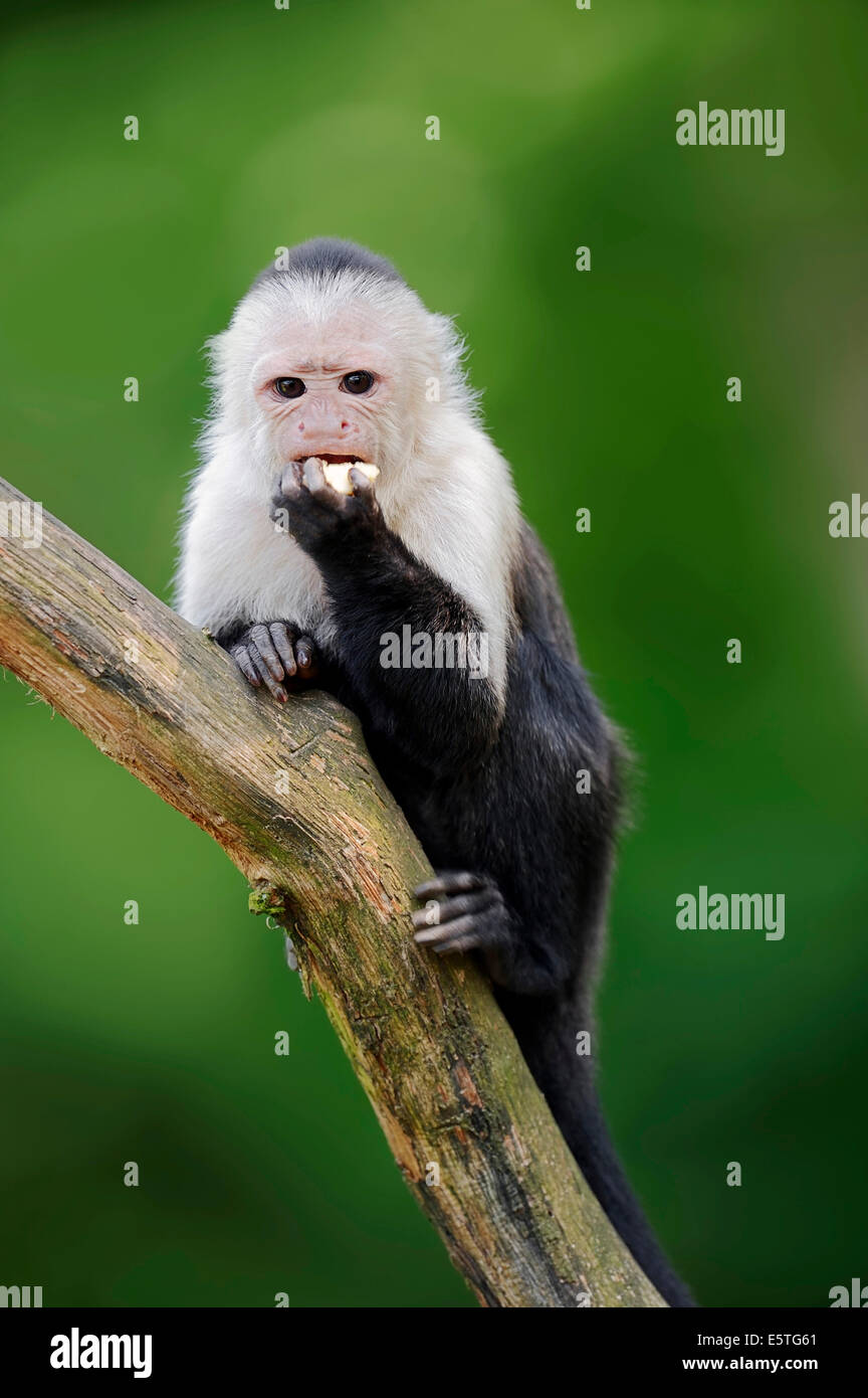 White-headed Capuchin or White-faced Capuchin (Cebus capucinus ...