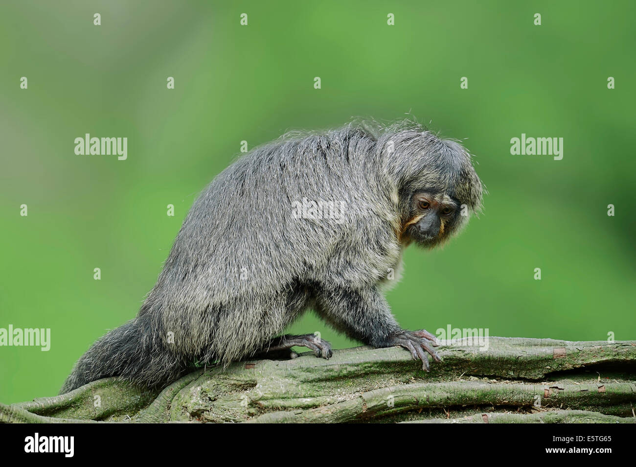 White-faced Saki (Pithecia pithecia), female, captive, Germany Stock ...
