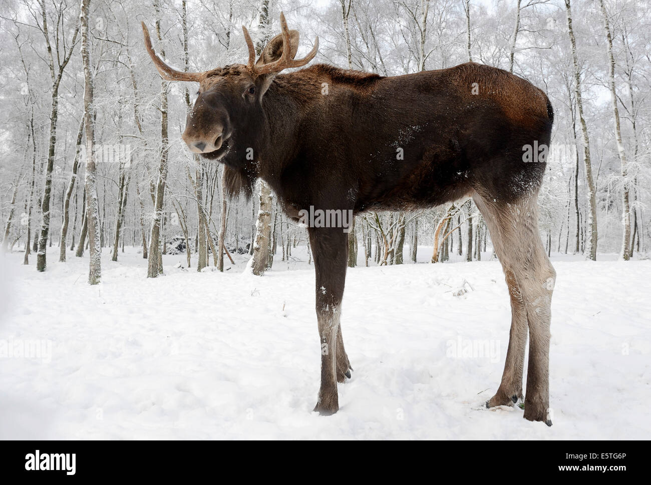 Moose In Winter
