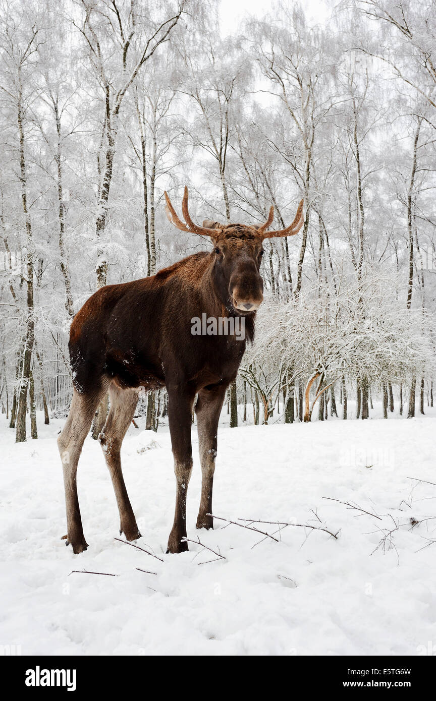 Elk or Moose (Alces alces alces), Bull Moose in winter, captive ...