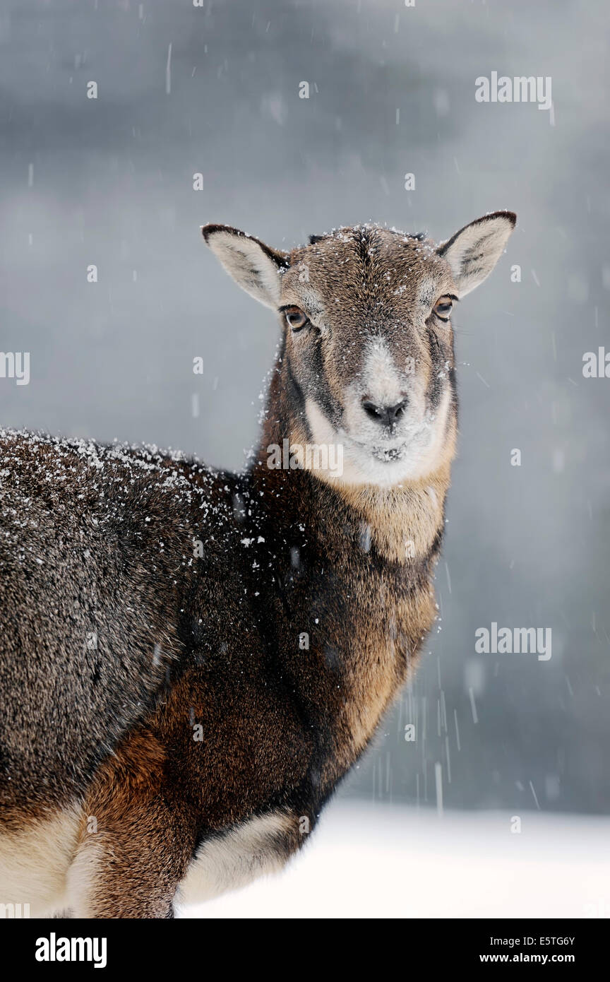 European Mouflon (Ovis orientalis musimon), ewe in winter, North Rhine ...