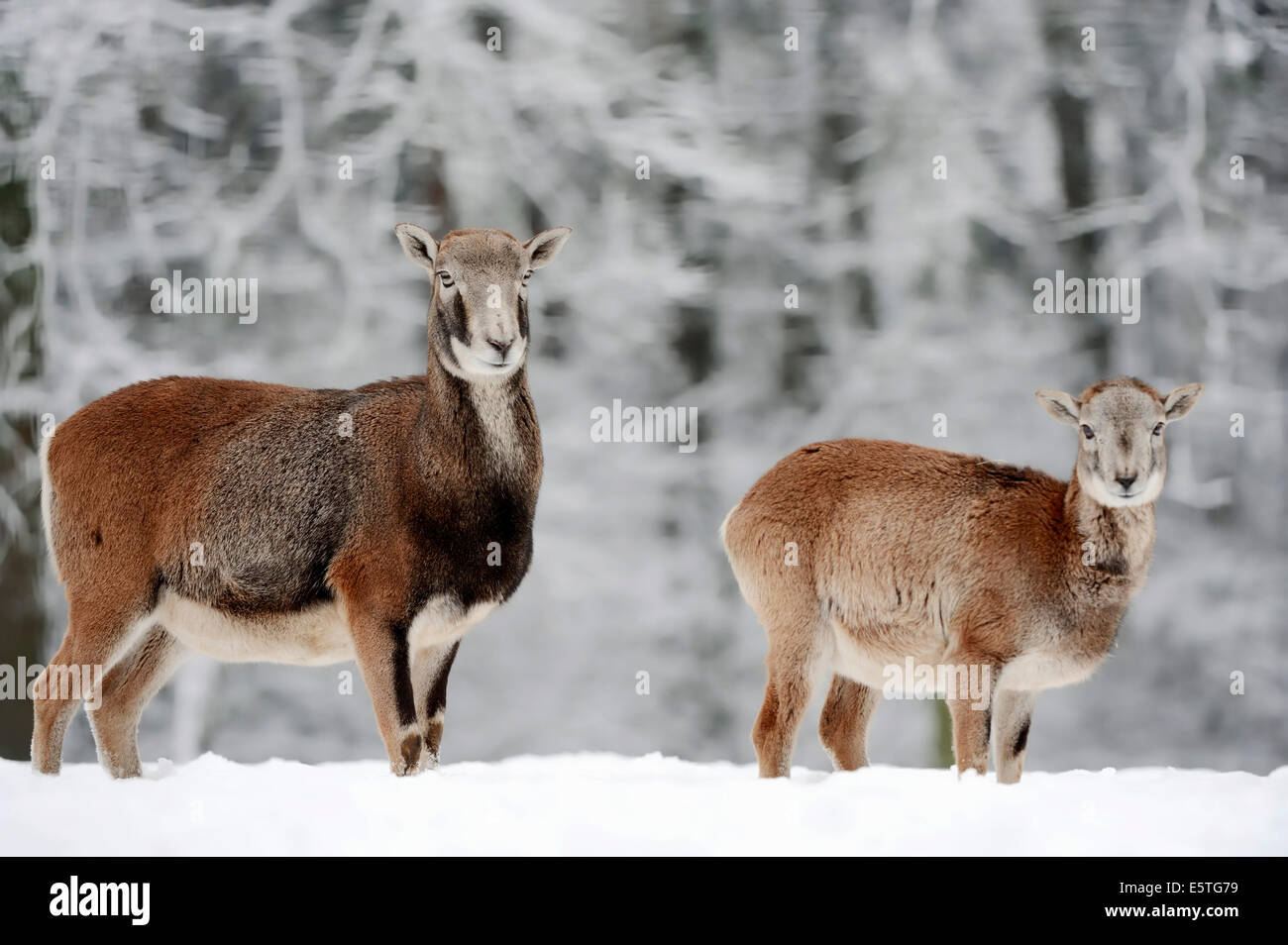 European Mouflon (Ovis orientalis musimon), ewe with a lamb in winter ...