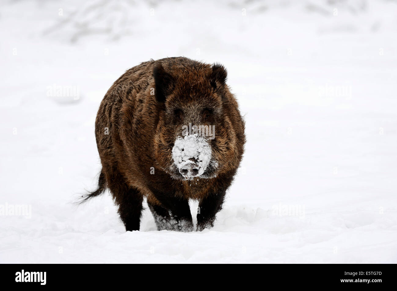 Sus scrofa scrofa hi-res stock photography and images - Alamy