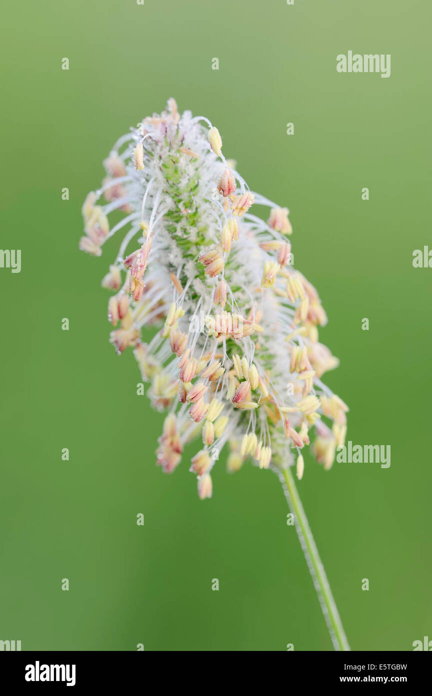 Timothy Grass or Herd's Grass (Phleum pratense), flowering, North Rhine ...