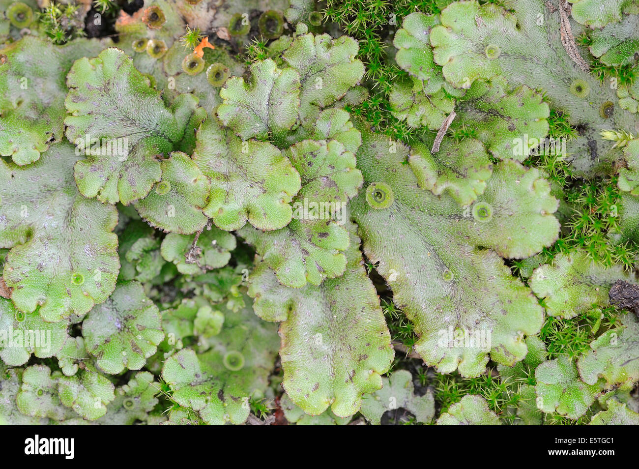 Liverworts Plants