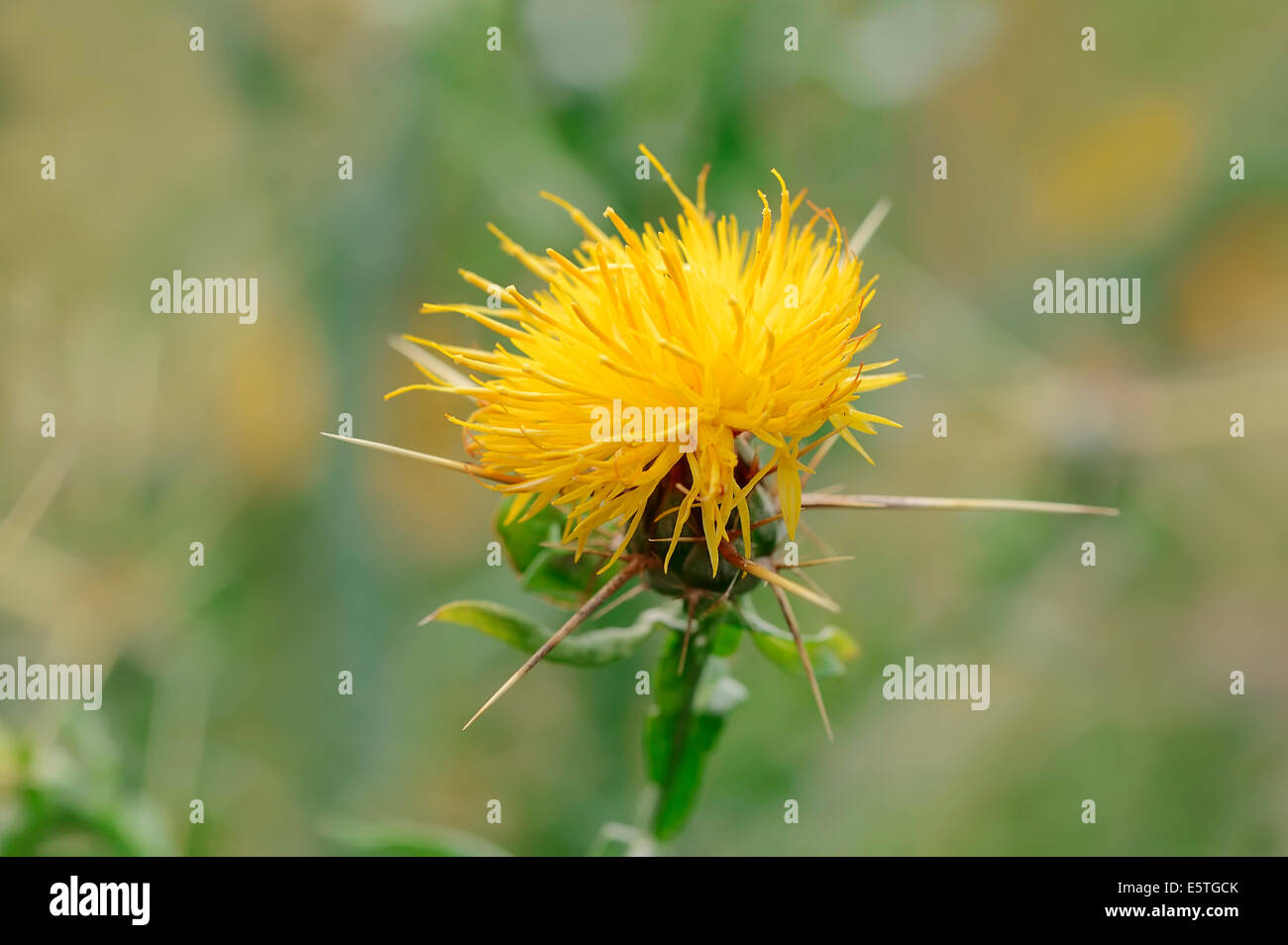 Knapweed centaurea solstitialis hi-res stock photography and images - Alamy