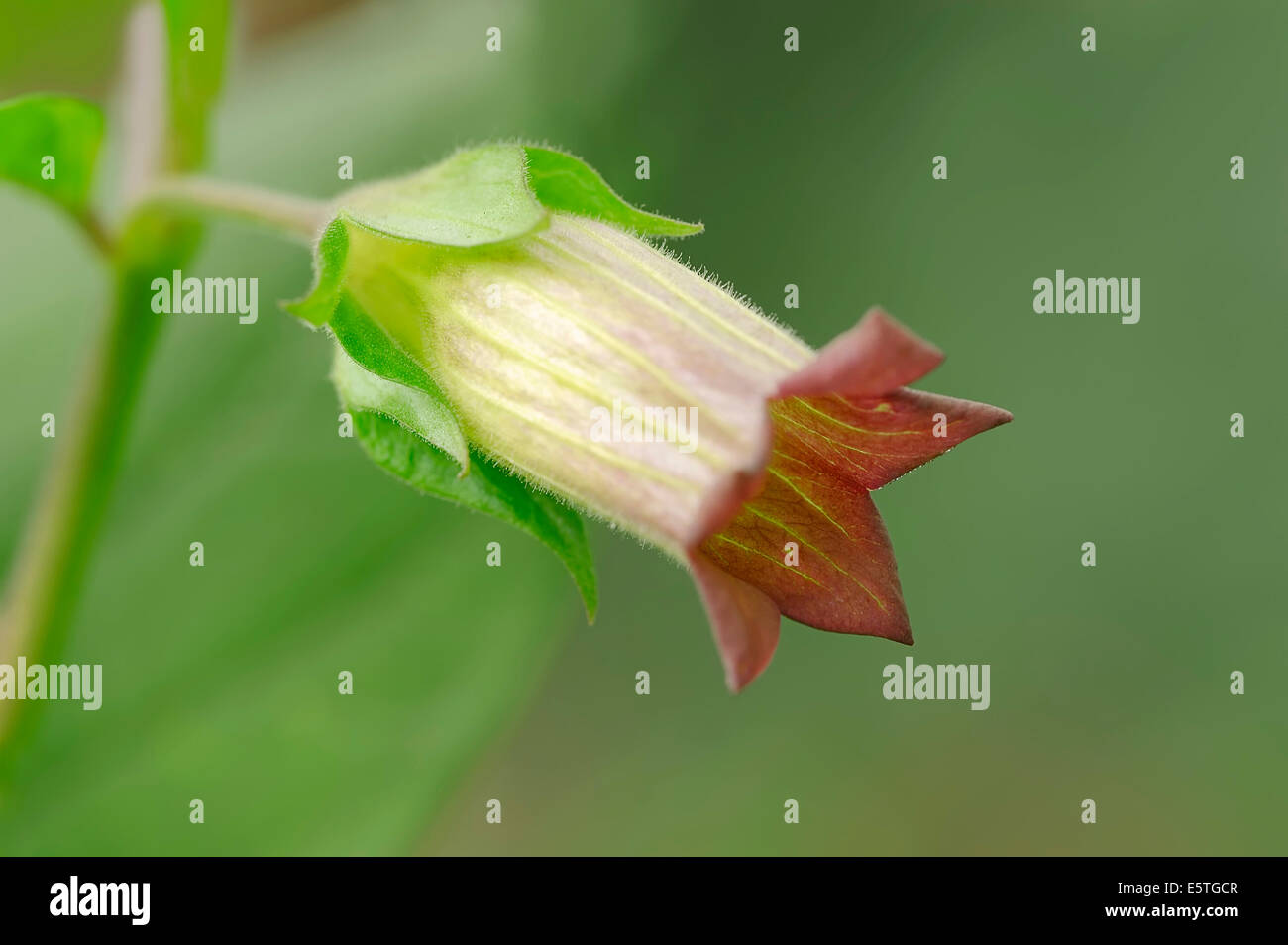 Deadly Nightshade (Atropa belladonna), flower, North Rhine-Westphalia ...