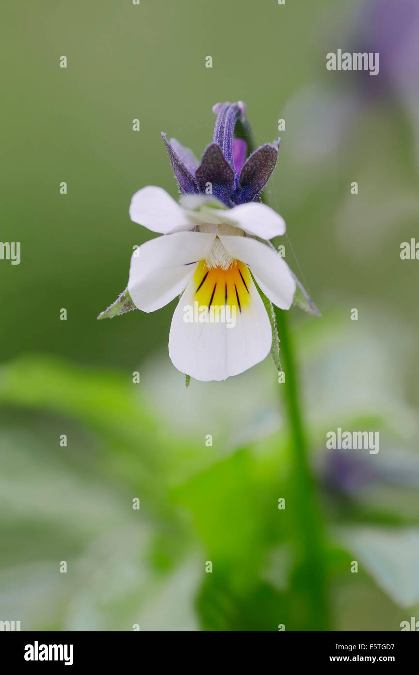 Field Pansy (Viola arvensis), flower, North Rhine-Westphalia, Germany ...
